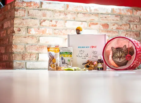 Cadeau Chat : des Idées Originales pour Gâter votre Animal